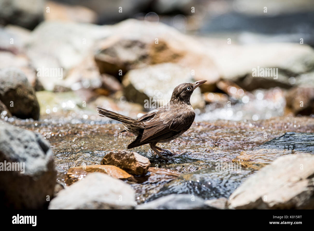 Saint Martin is part of the Leeward Islands in the Caribbean Sea. It ...