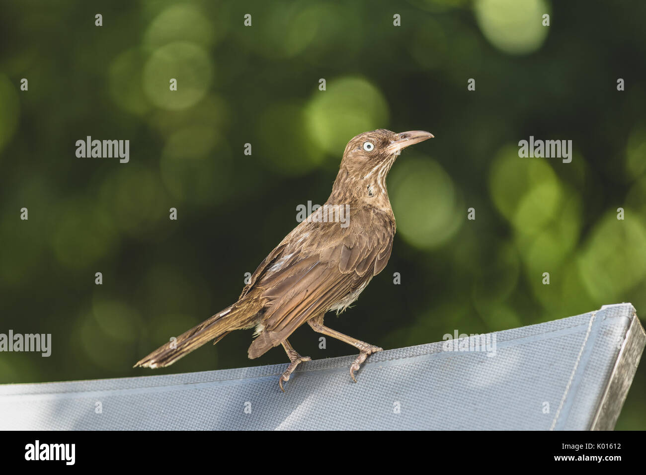 Saint Martin is part of the Leeward Islands in the Caribbean Sea. It ...