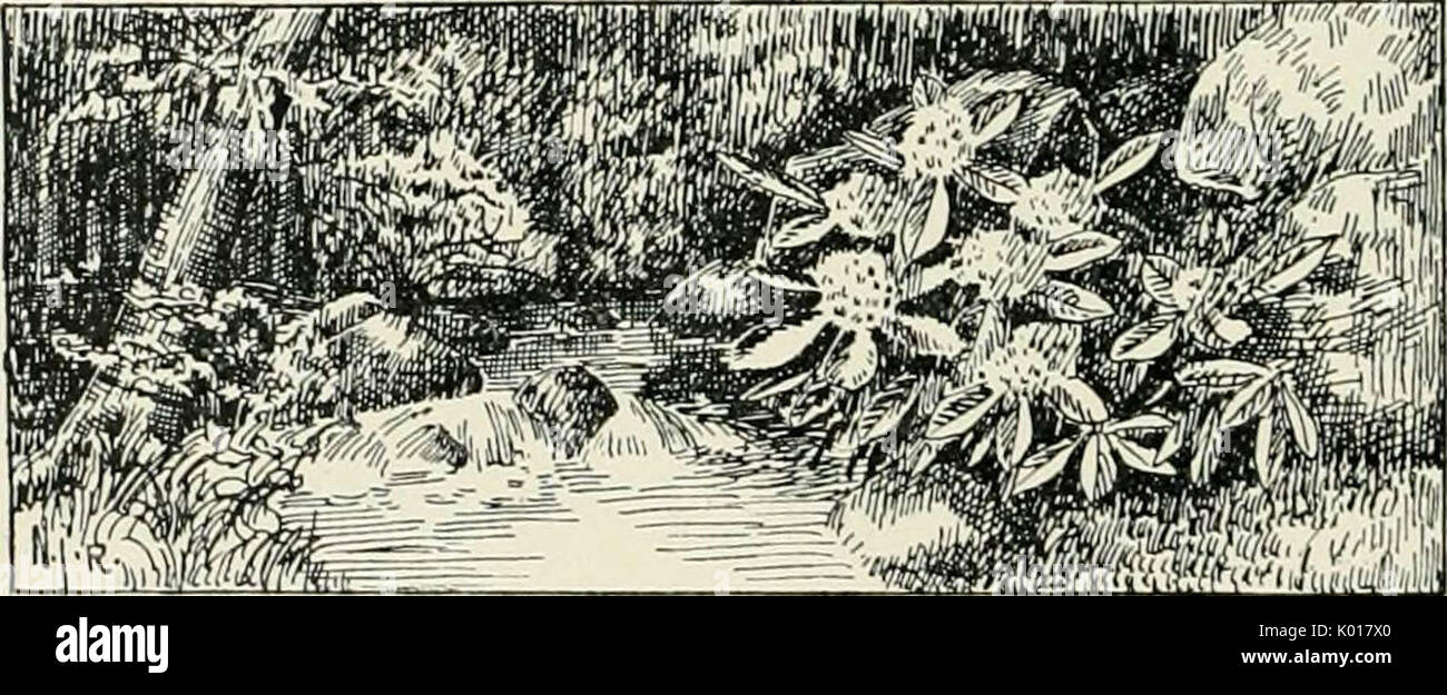 Lawns and gardens how to plant and beautify the home hi-res stock ...