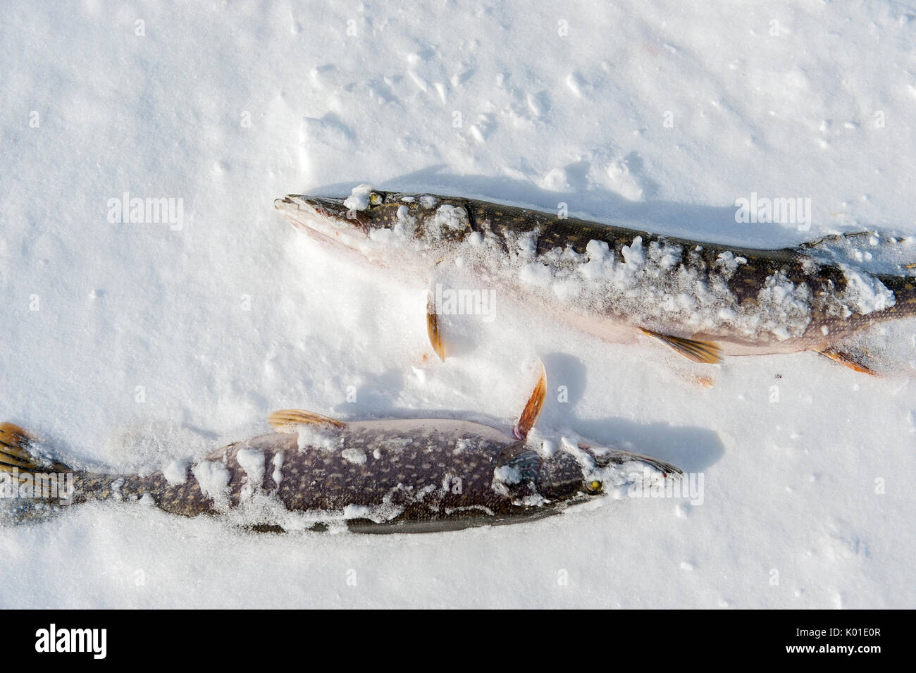 Pickerel fish hi-res stock photography and images - Alamy