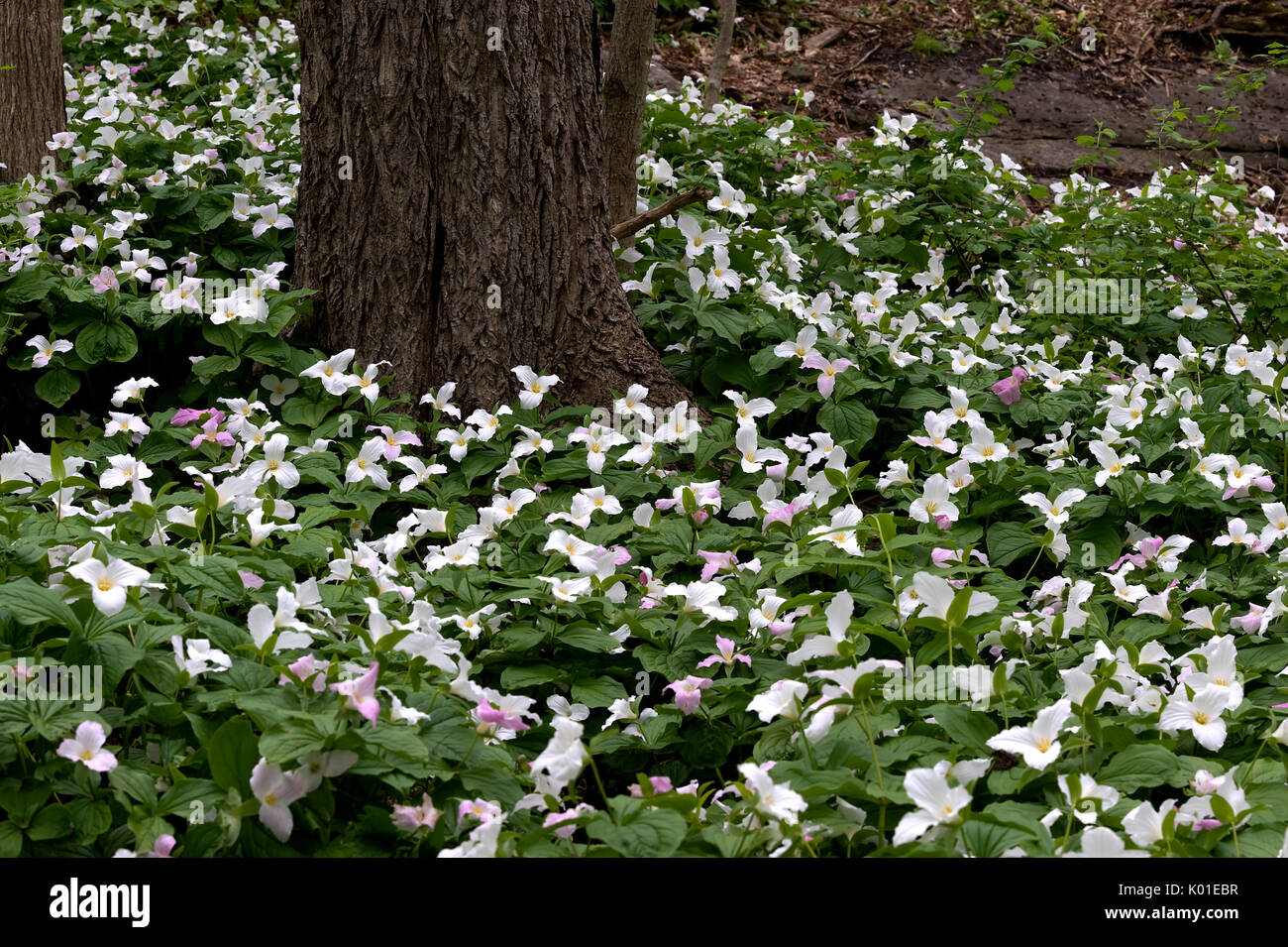 Birthroot hi-res stock photography and images - Alamy