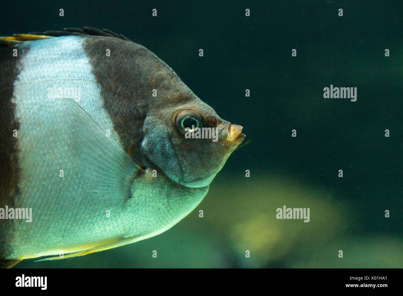 Brown and white butterflyfish Hemitaurichthys zoster is seen in the ...