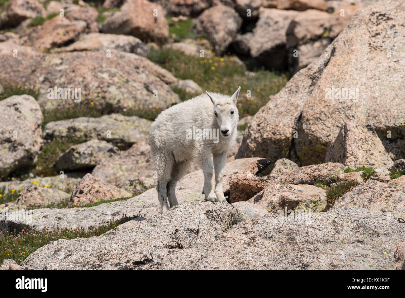 Mount evans goat hi-res stock photography and images - Alamy