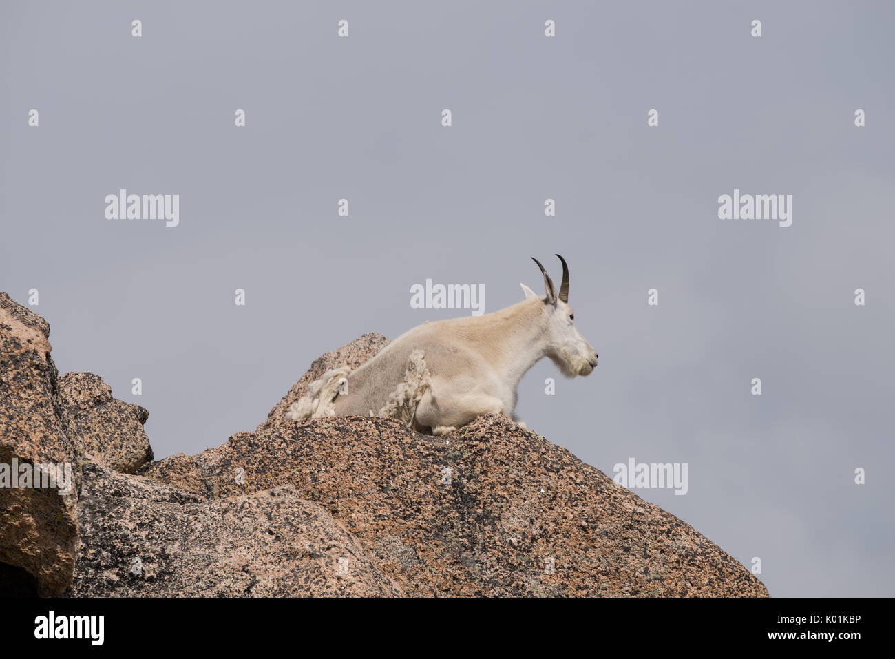 Mountain goat, Mt Evans, Colorado Stock Photo - Alamy