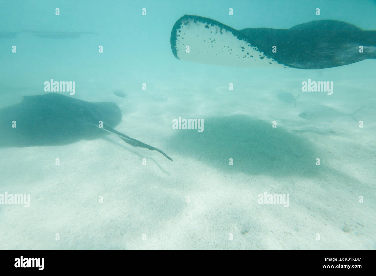 Antigua and barbuda fish hi-res stock photography and images - Alamy