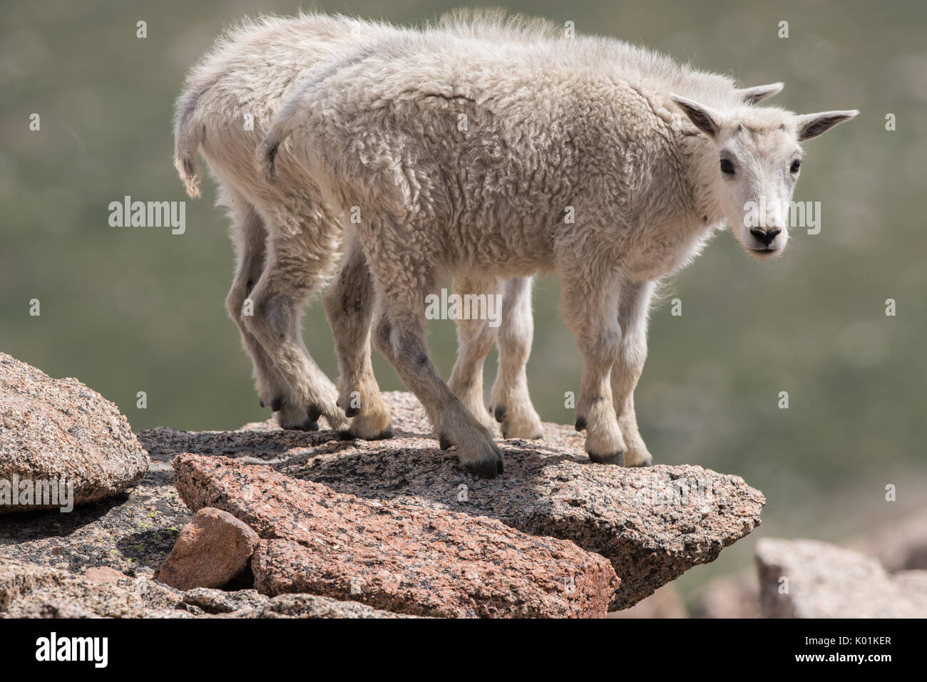 Mount evans goat hi-res stock photography and images - Alamy