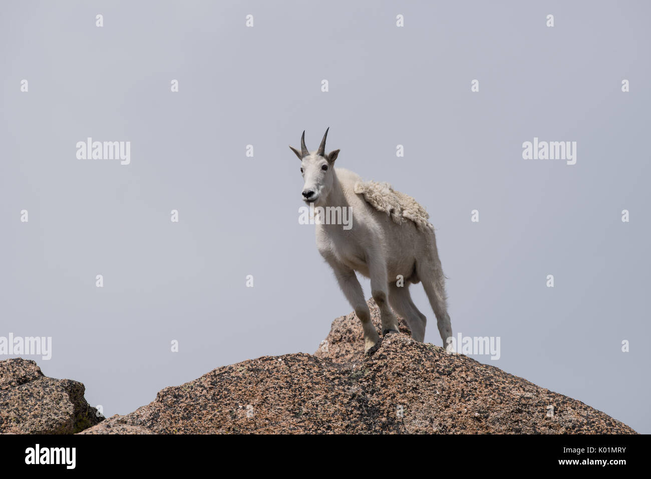 Mountain goat, Mt Evans, Colorado Stock Photo - Alamy