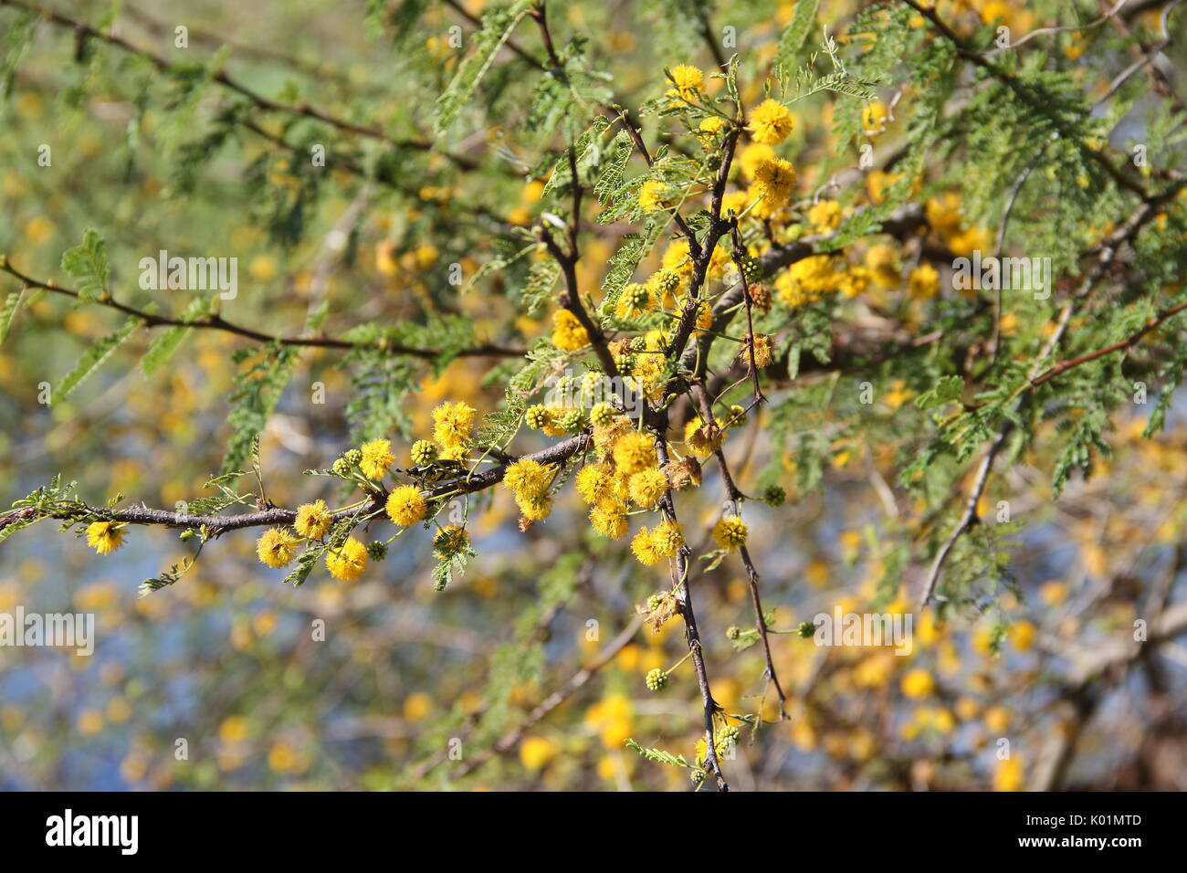 Acacia yellow flower Stock Photo - Alamy
