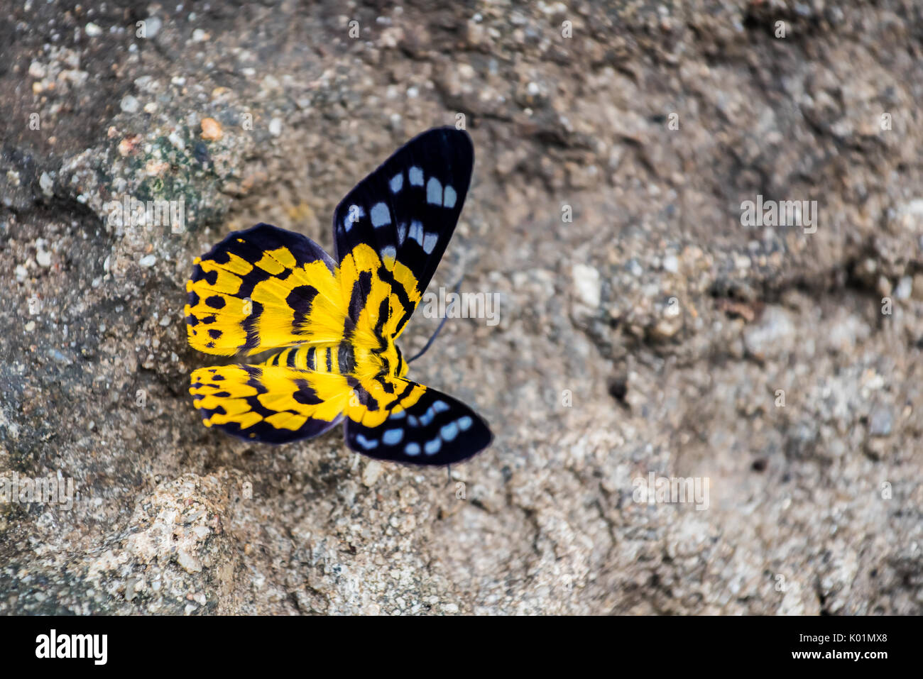 Butterfly in the forest, insect and animal Stock Photo - Alamy