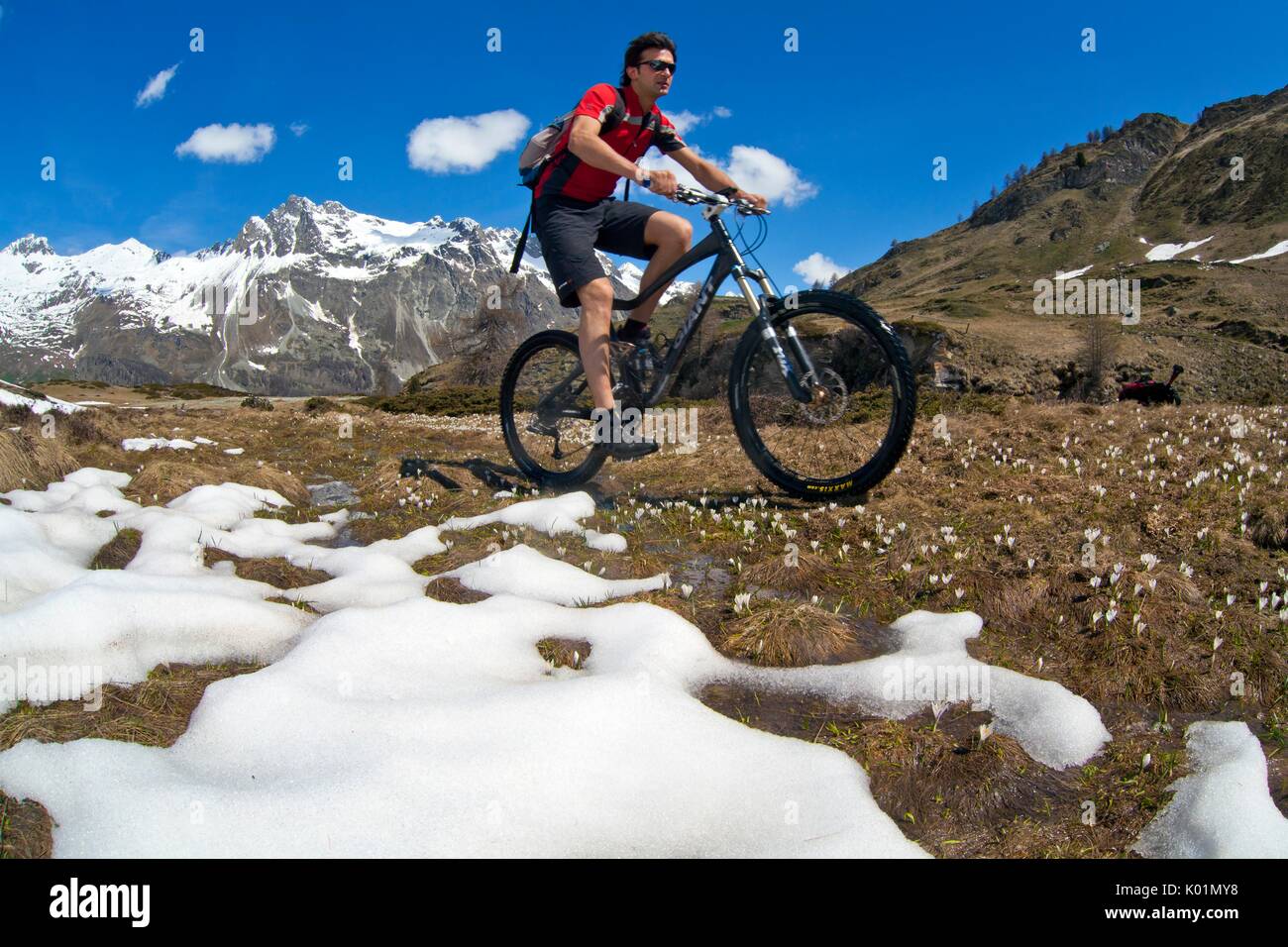 Biker cycles between snow and blooming Crocus in Val Fedoz, in the ...