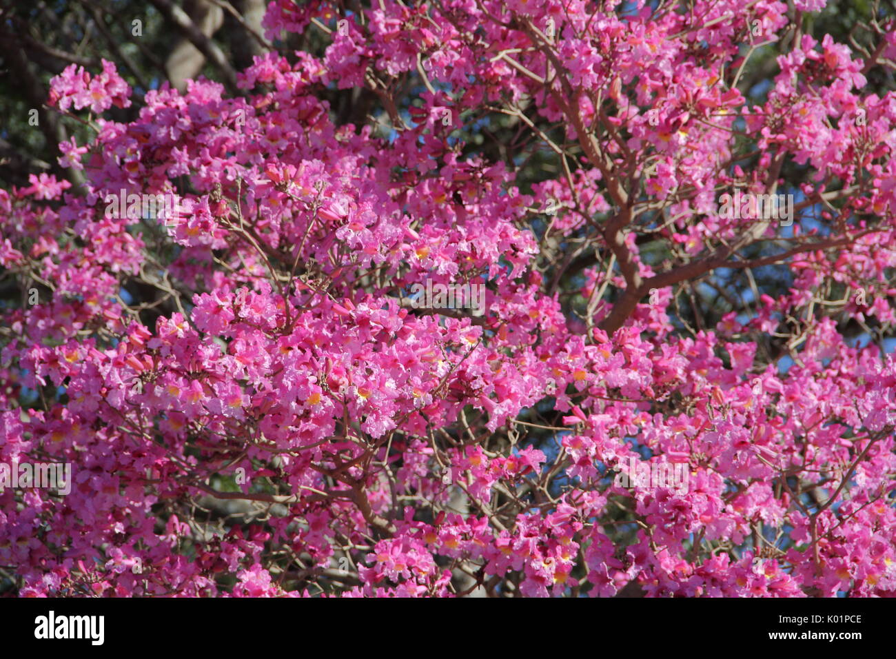 Pink flower tree ipe hi-res stock photography and images - Alamy