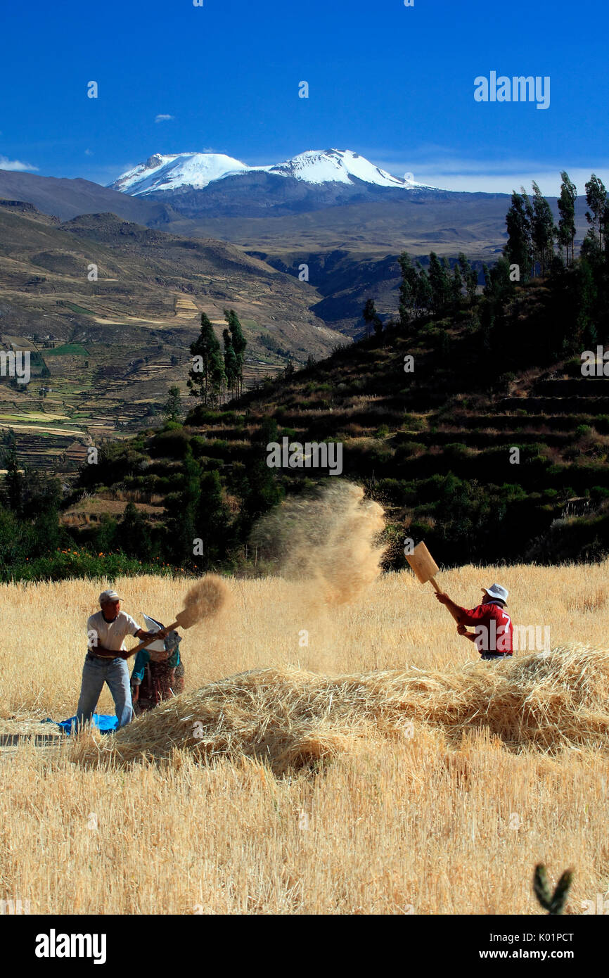 Farmers at work and the typical agricultural terraces in the Colca ...