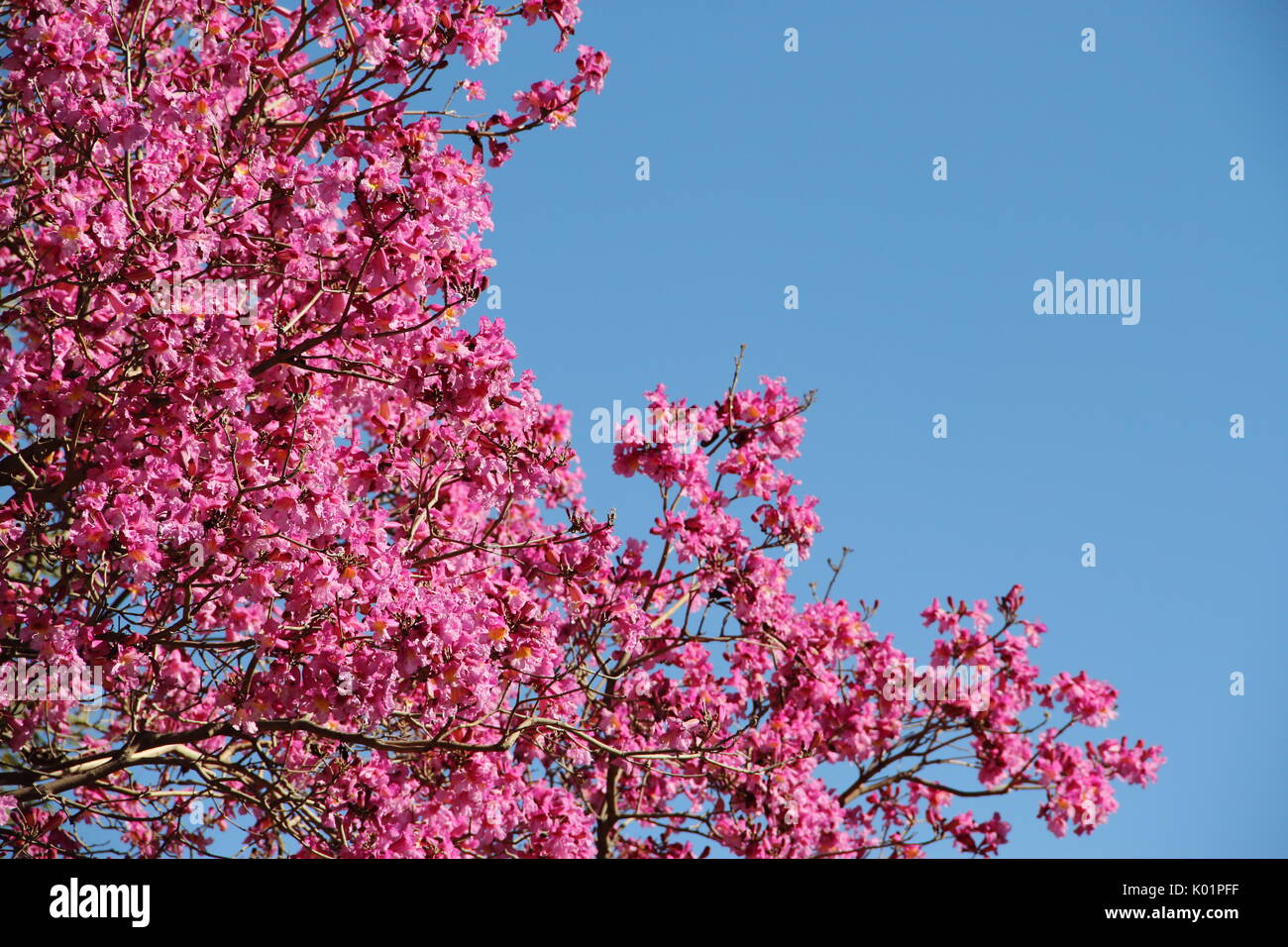 Pink lapacho hi-res stock photography and images - Alamy