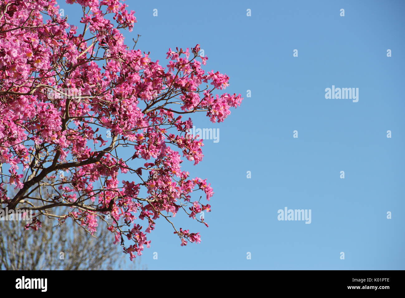 Lapacho tabebuia rosea hi-res stock photography and images - Alamy