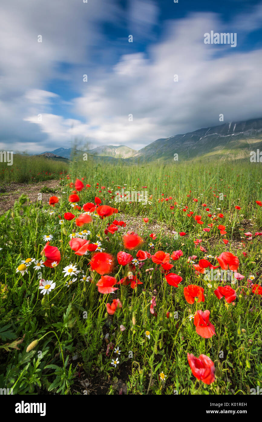Wild flower meadow italy hi-res stock photography and images - Alamy