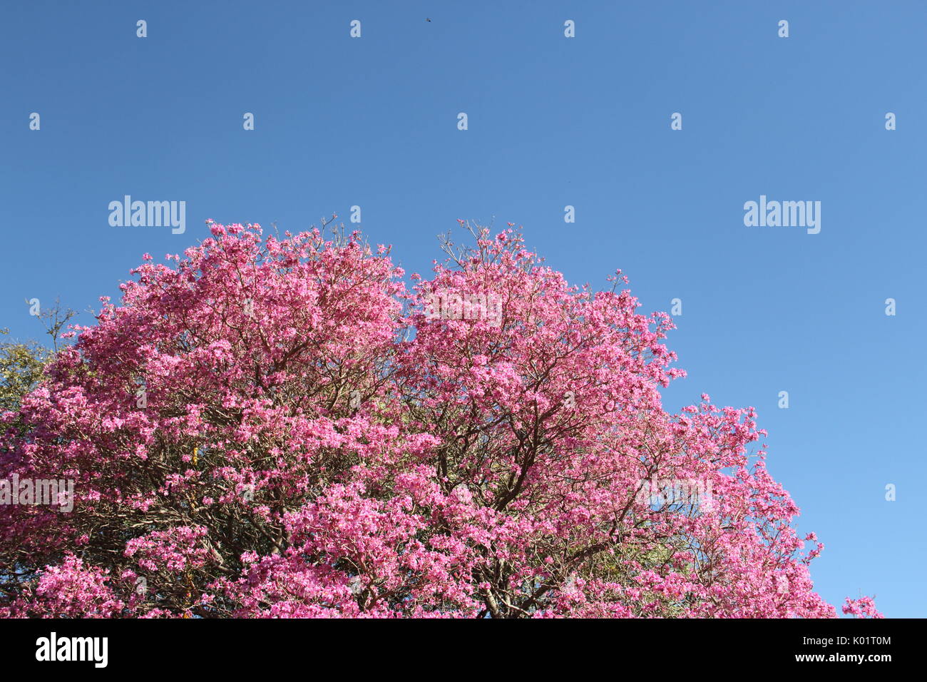 Lapacho Tabebuia Rosea High Resolution Stock Photography and Images - Alamy
