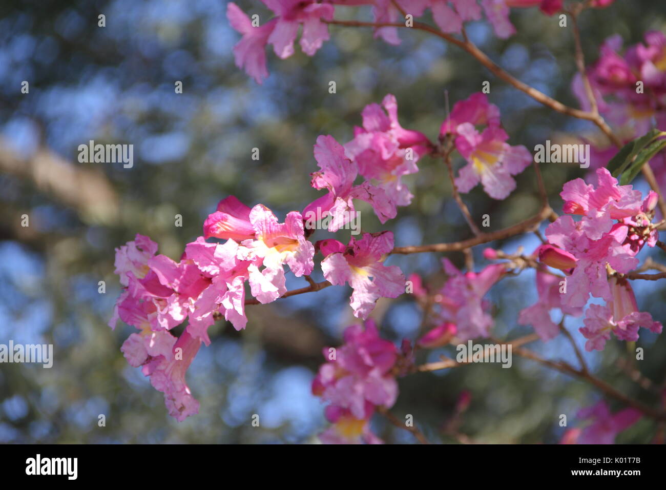 Lapacho hi-res stock photography and images - Alamy