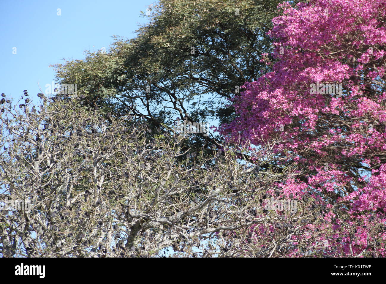 Tabebuia lapacho hi-res stock photography and images - Alamy