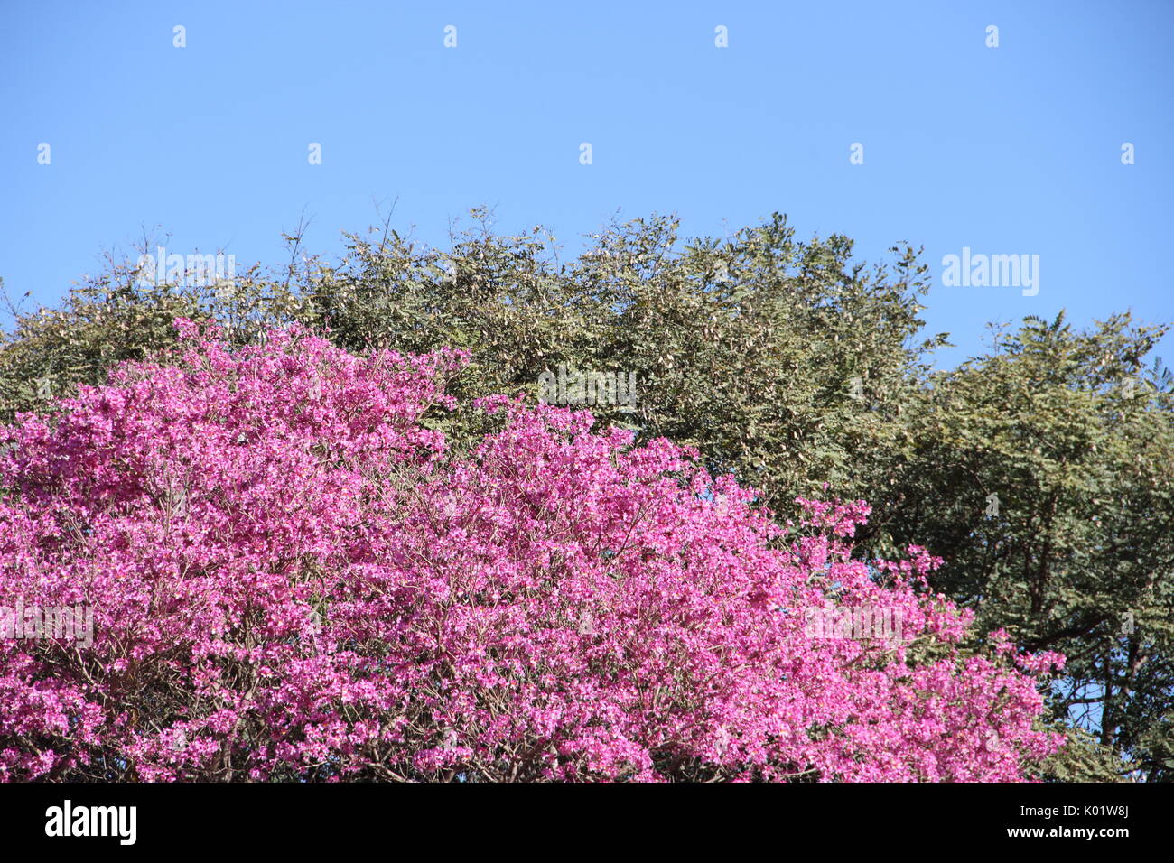 Lapacho tabebuia rosea hi-res stock photography and images - Alamy