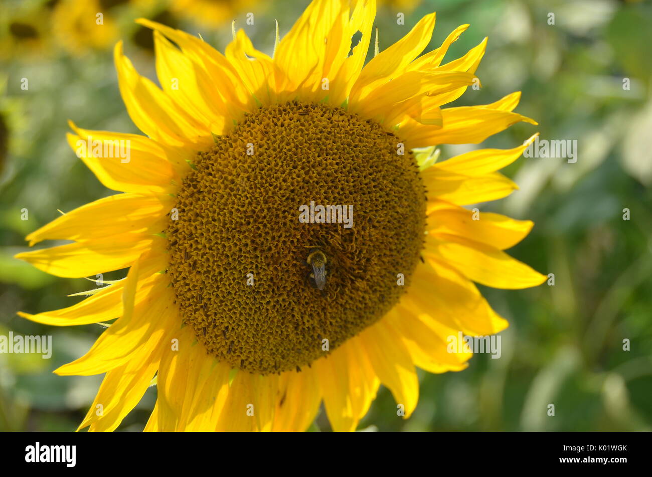 Close up sunflower field grass hi-res stock photography and images - Alamy