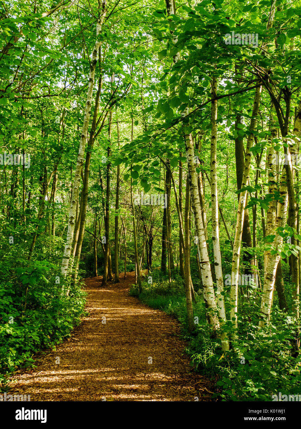 Path through woods with birch trees. Lion's Den Gorge Nature Preserve ...