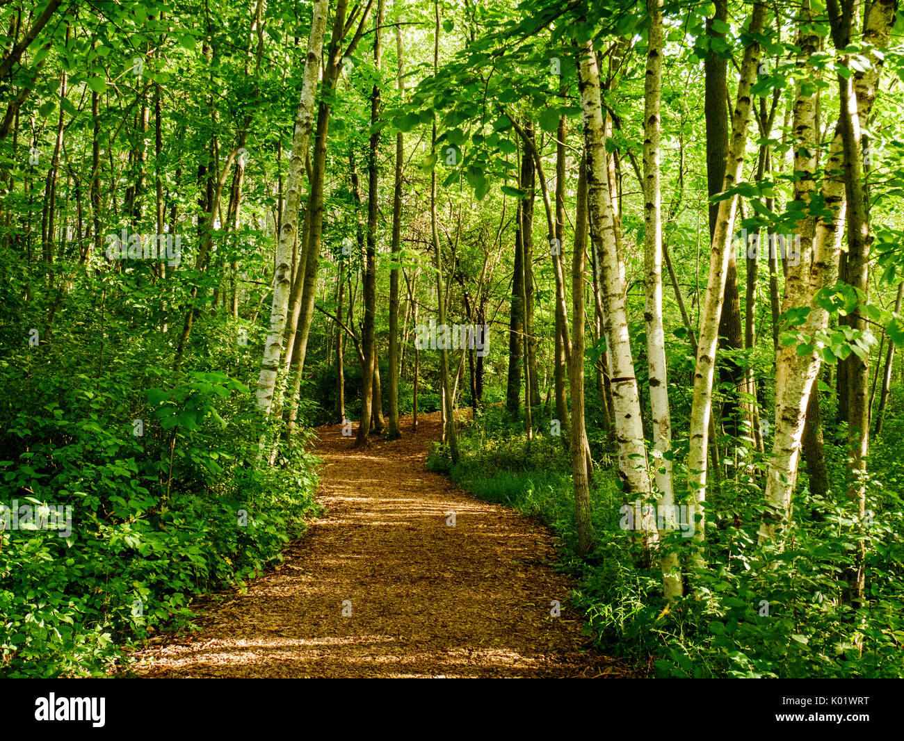 Path through woods with birch trees. Lion's Den Gorge Nature Preserve ...