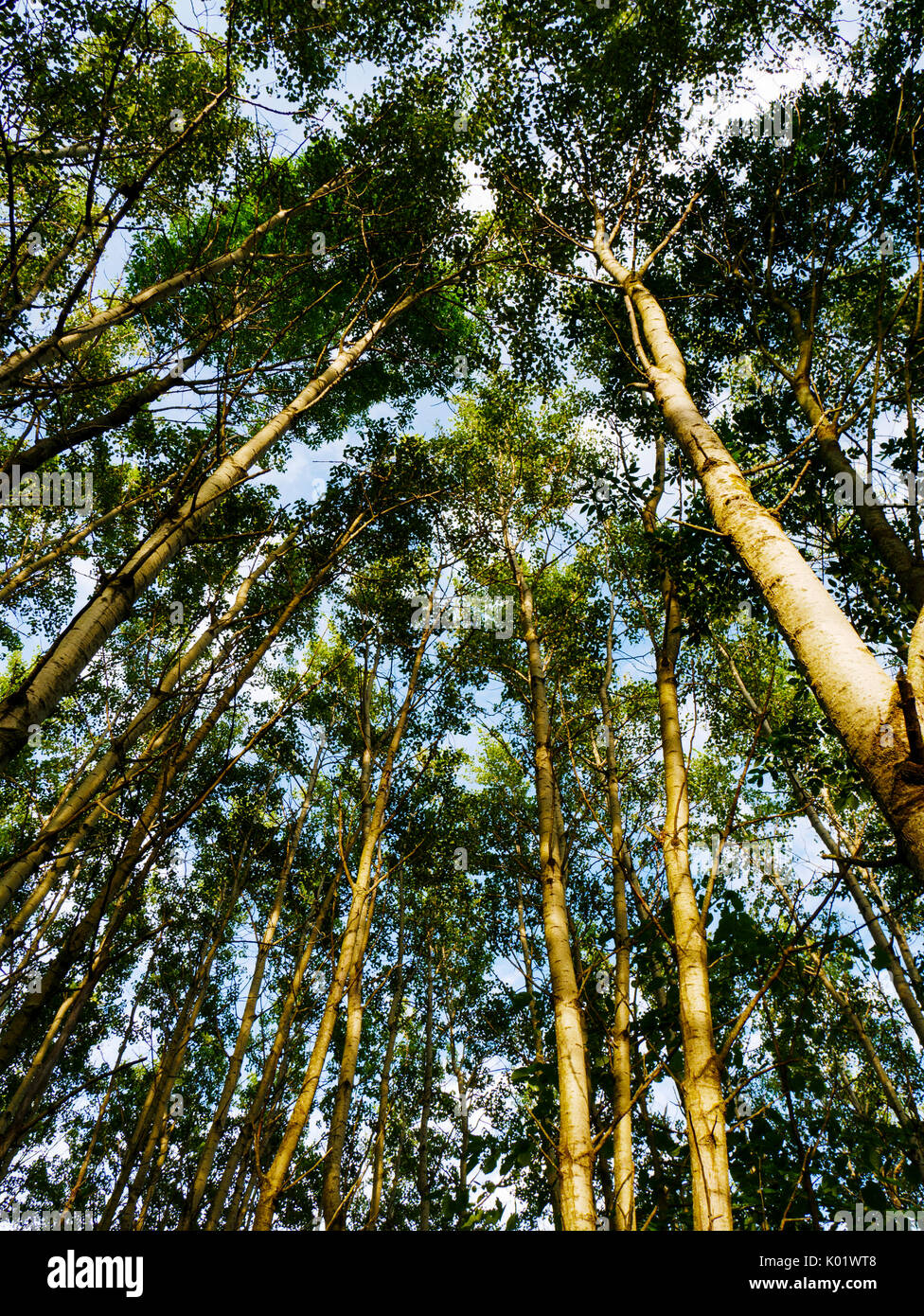 Trees looking up leaves hi-res stock photography and images - Alamy