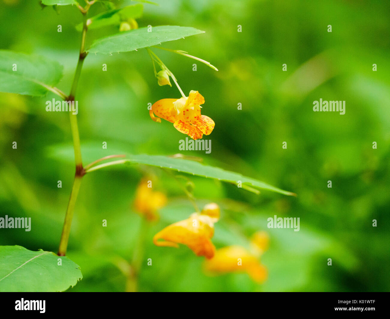 Jewelweed plant hi-res stock photography and images - Alamy