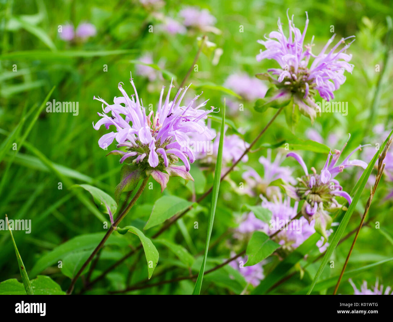 Wild bergamot hi-res stock photography and images - Alamy