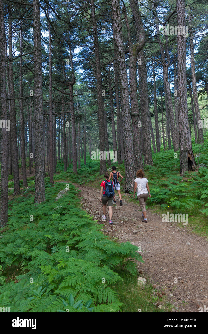 Hikers proceed on the path in the green woods of Col de Bavella (Pass ...