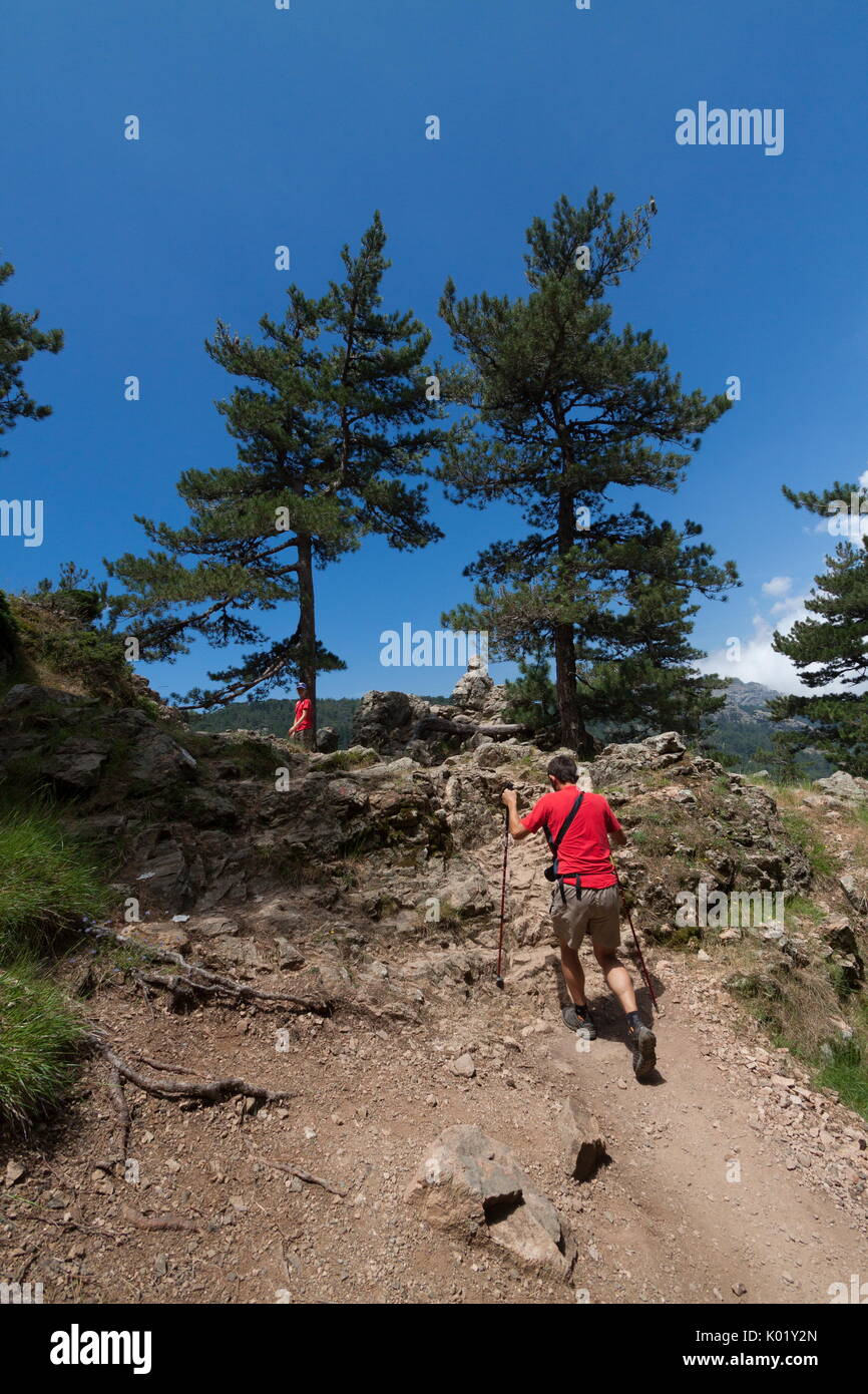 Hikers proceed on the path in the green woods of Col de Bavella (Pass ...