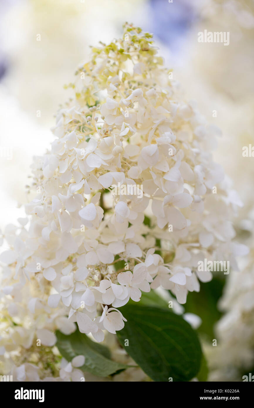 Hydrangea paniculata phantom hi-res stock photography and images - Alamy