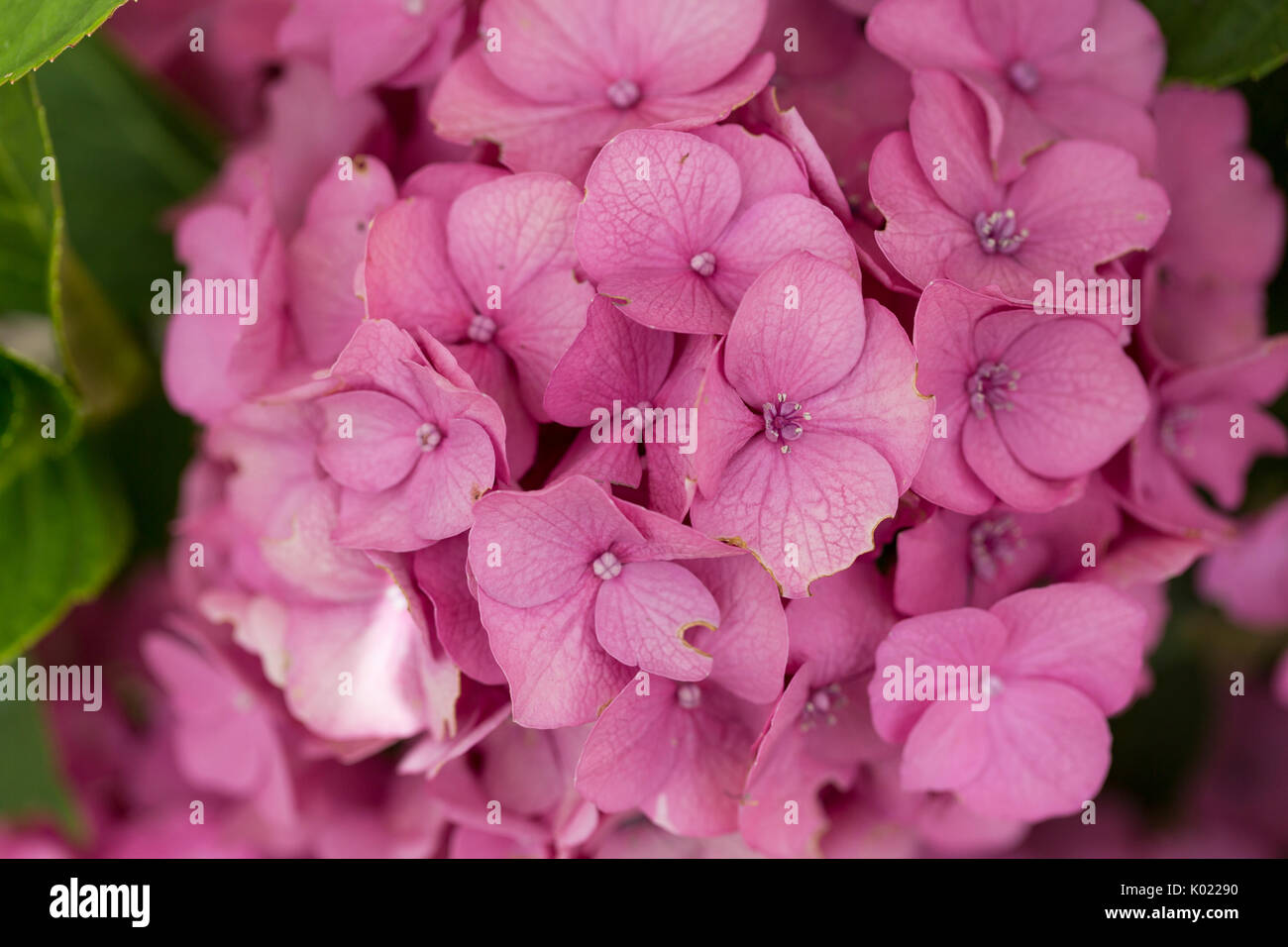 Hydrangea pink flower in garden hi-res stock photography and images - Alamy