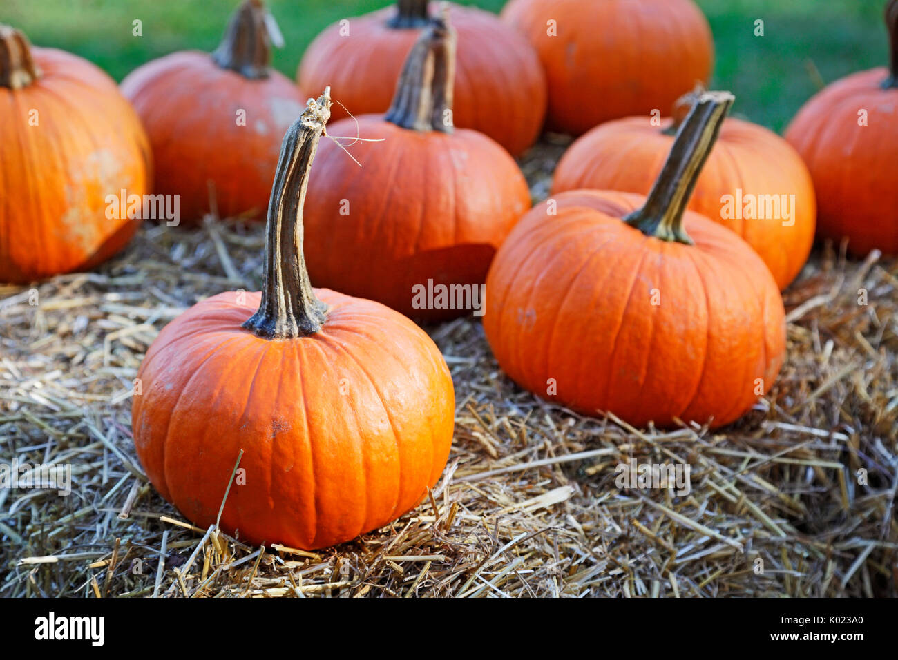 Pumpkin on hay hi-res stock photography and images - Alamy