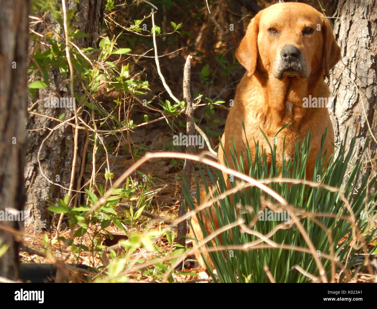Animals stray hi-res stock photography and images - Alamy