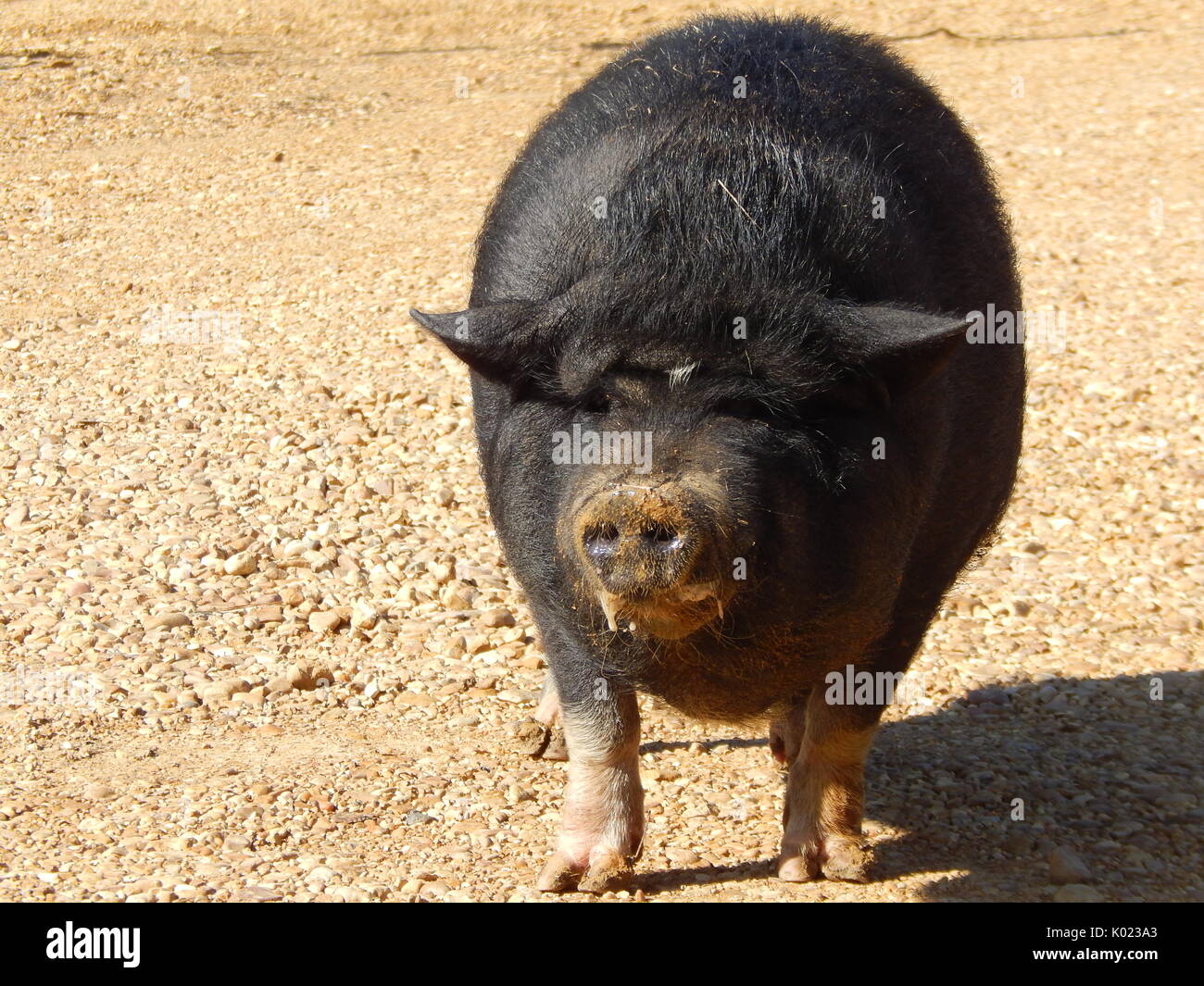 Pot Belly Pig Stock Photo - Alamy