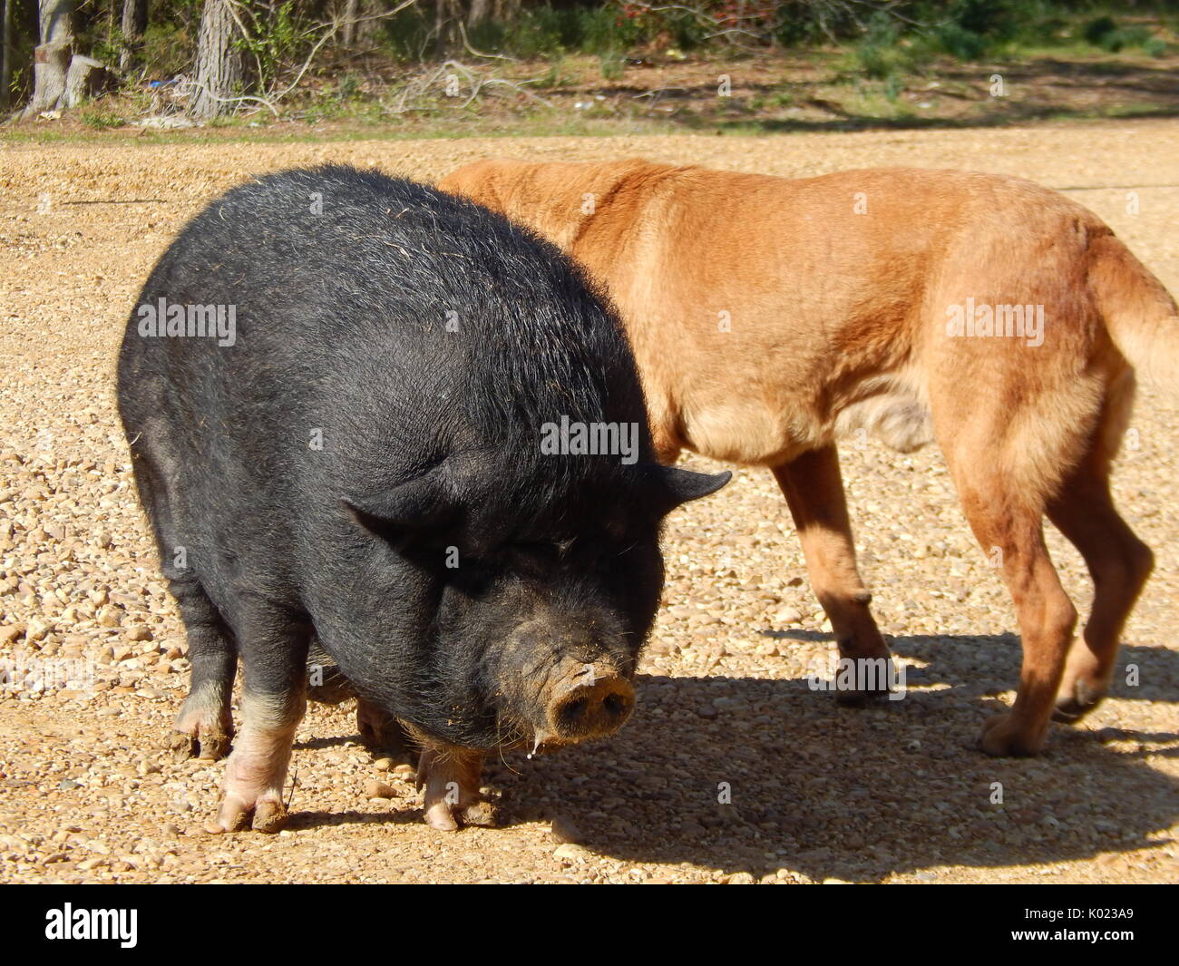 Pot Belly Pig Stock Photo - Alamy