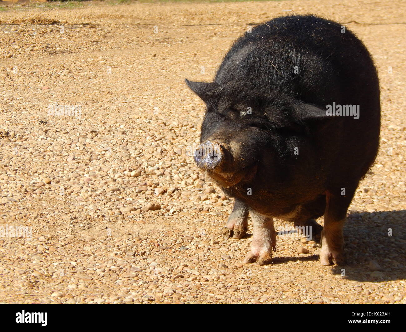 Pot Belly Pig Stock Photo - Alamy