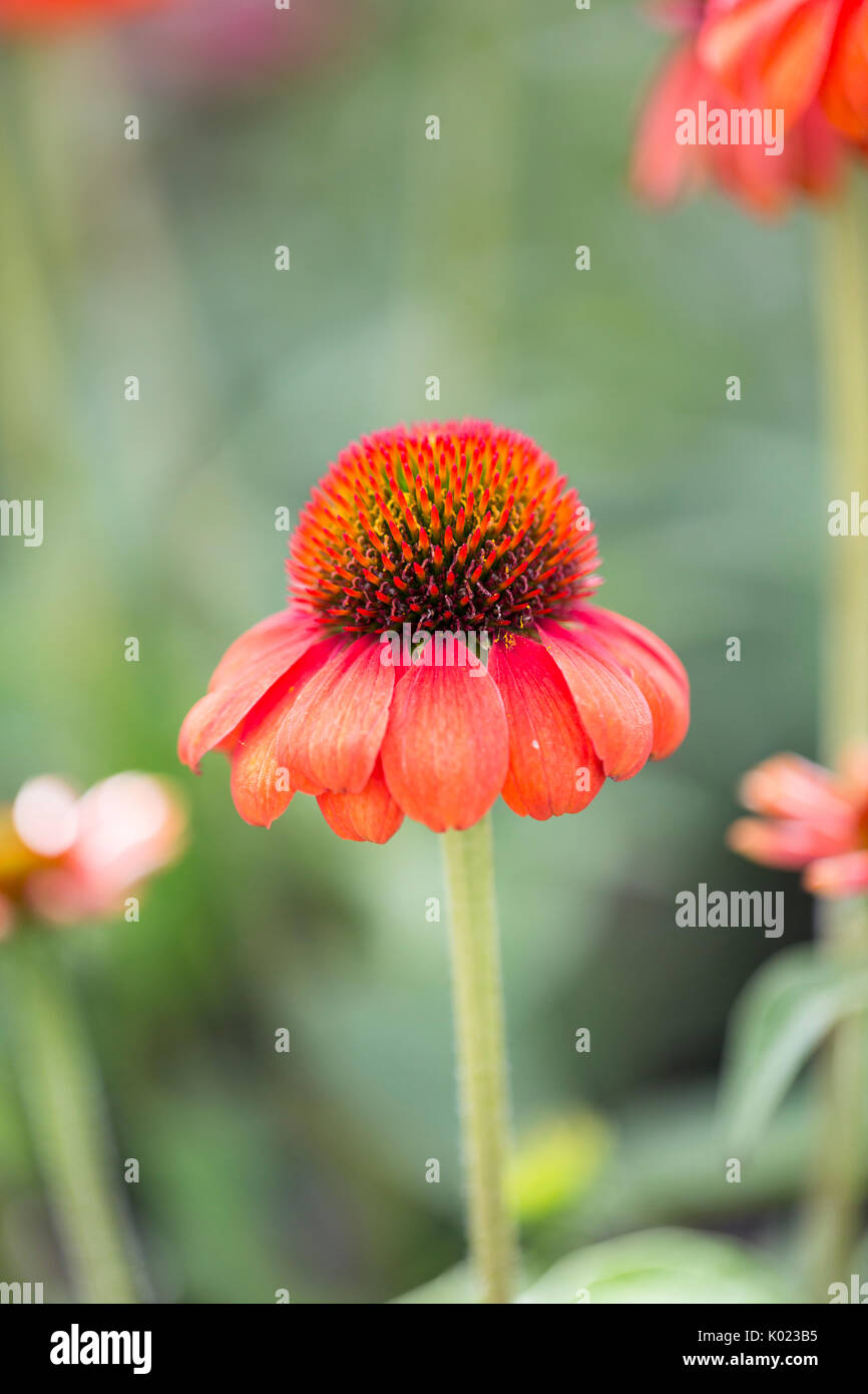 Close up of coneflower flowers or echinacea in the garden hi-res stock ...