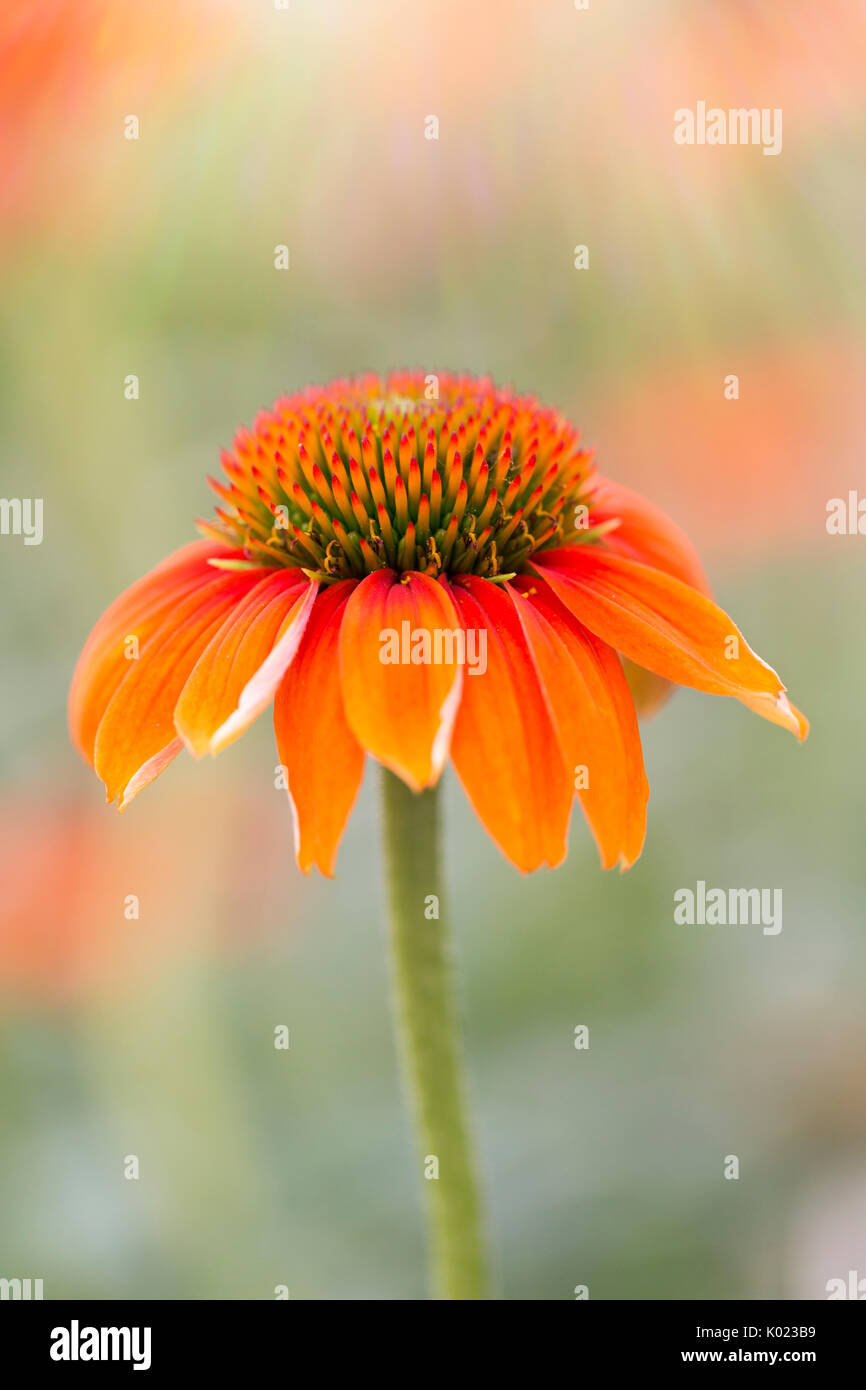 Coneflower species hi-res stock photography and images - Alamy