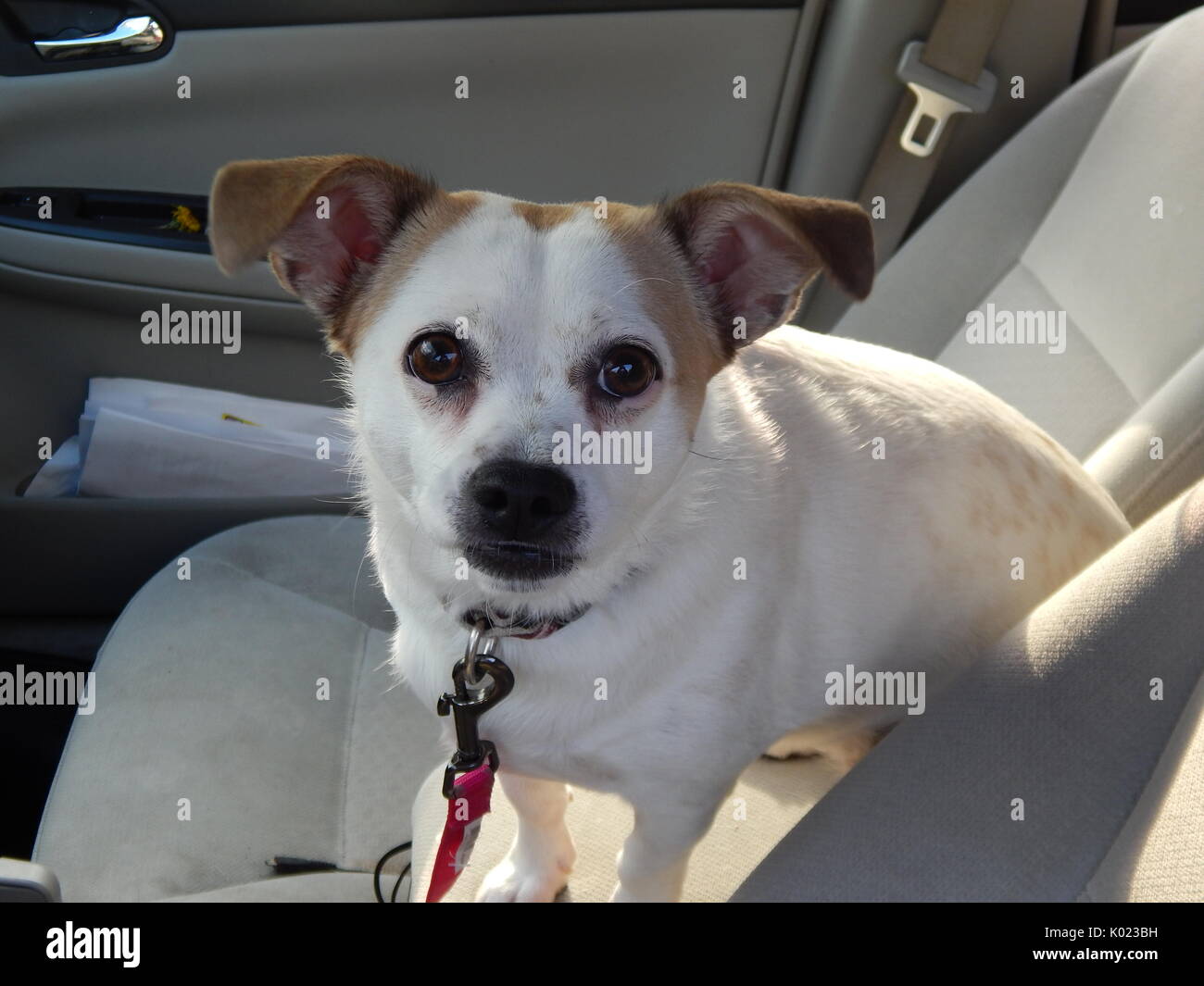 Car chihuahua hi-res stock photography and images - Alamy