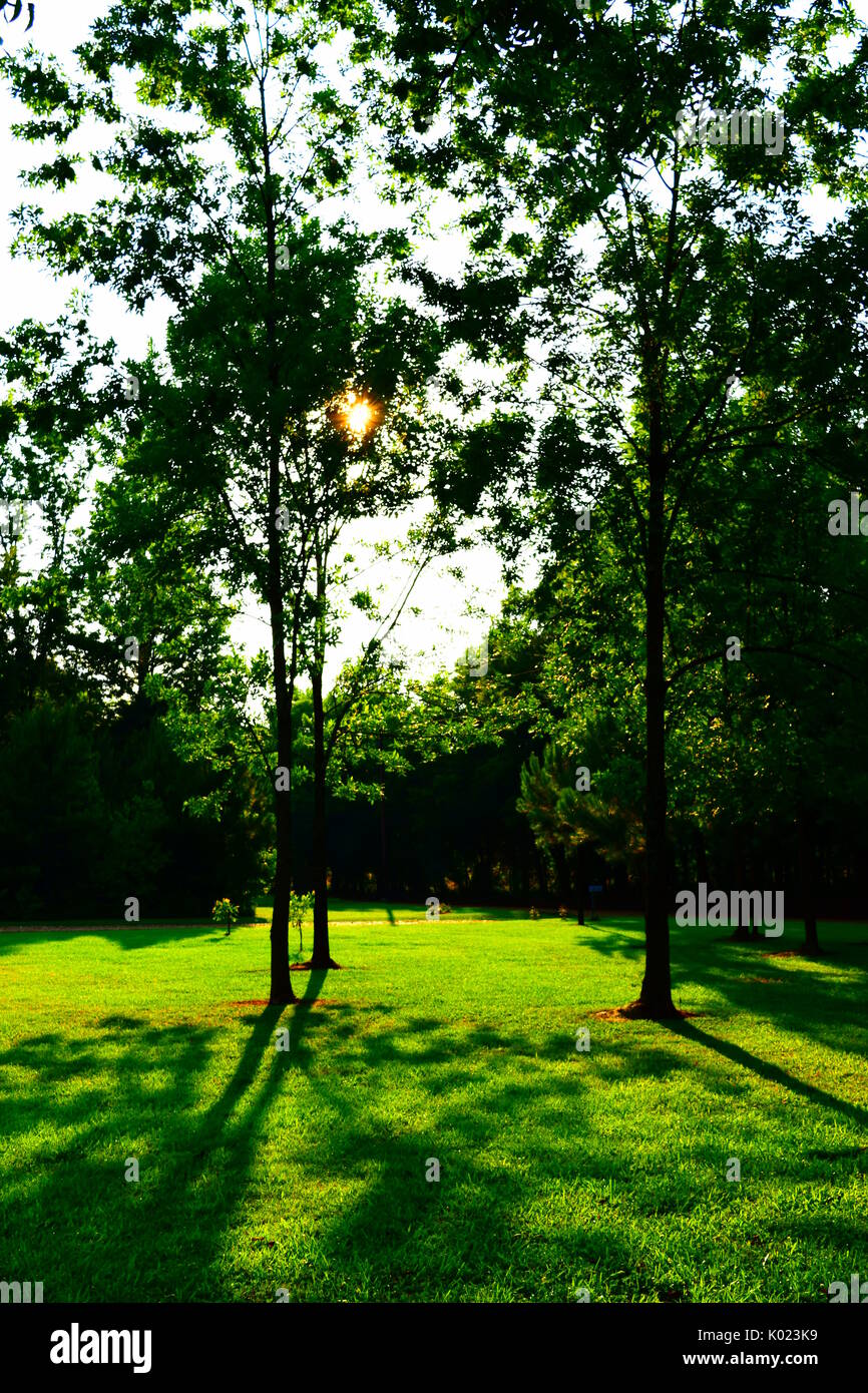 Sunshine through trees hi-res stock photography and images - Alamy