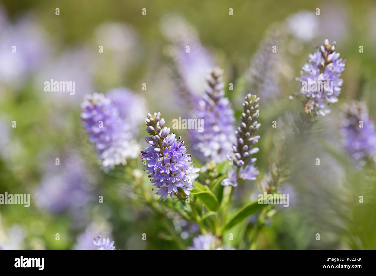 Hebe Flower Garden Stock Photo - Alamy