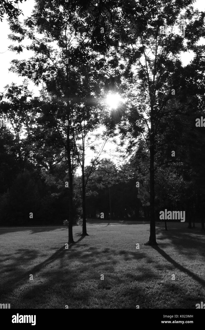 Sunshine through trees hi-res stock photography and images - Alamy