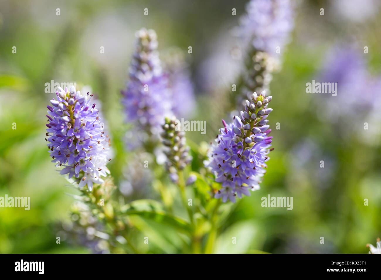 Hebe flowers hi-res stock photography and images - Alamy