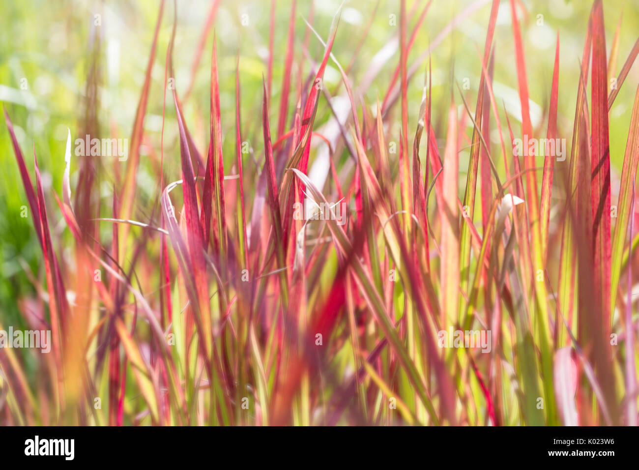 Japanese blood grass hi-res stock photography and images - Alamy