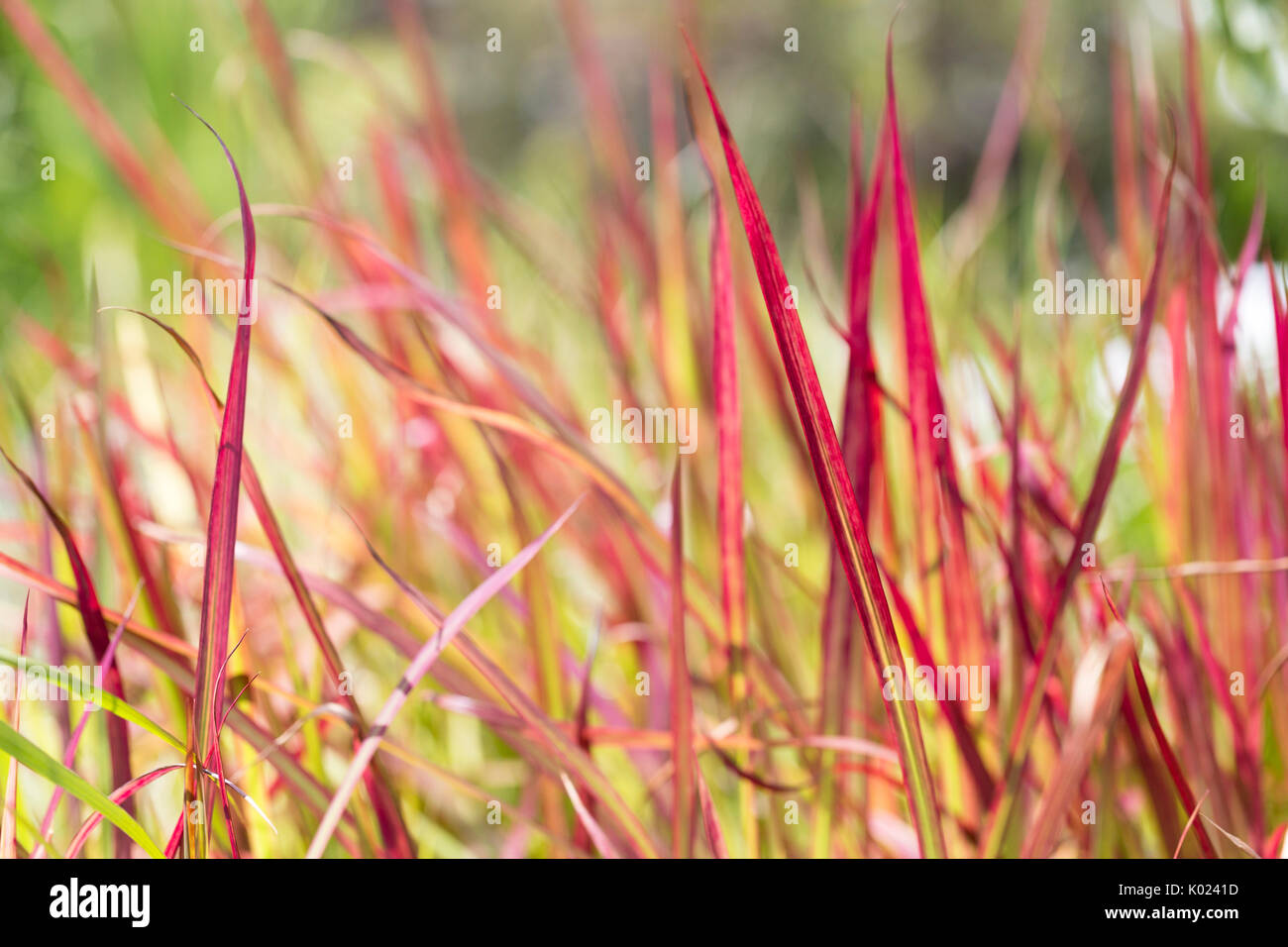 Japanese blood grass hi-res stock photography and images - Alamy