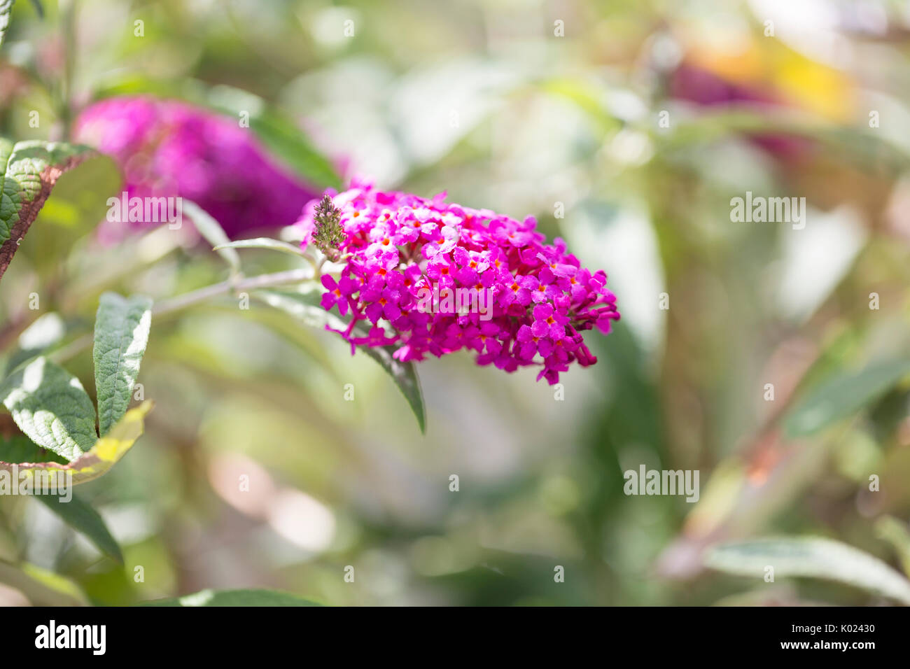 Pink Butterfly Bush in bloom Stock Photo - Alamy