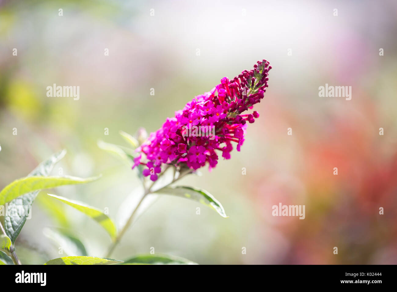 Pink Butterfly Bush in bloom Stock Photo - Alamy