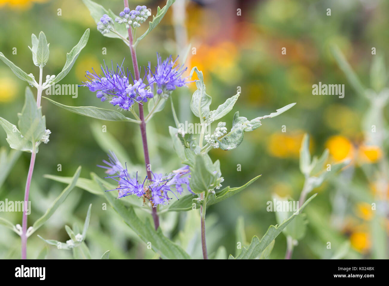 Bluebeard hi-res stock photography and images - Alamy